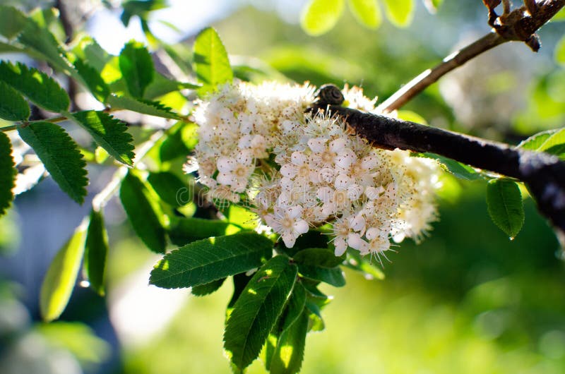 Rowan tree blossom stock photo. Image of garden, botanical - 31099878