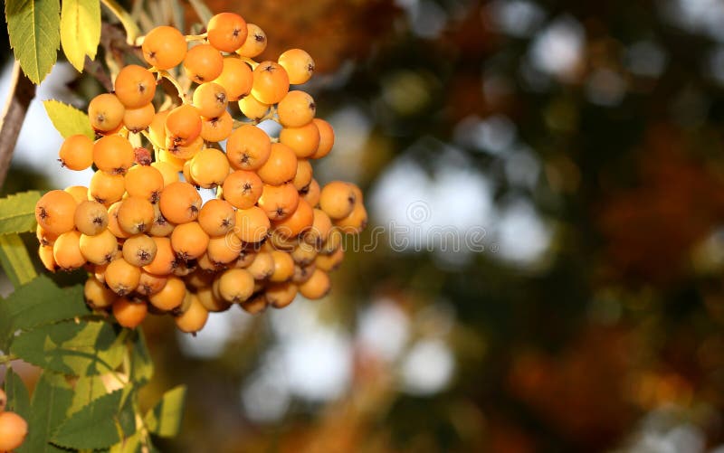 Rowan on a Blurred Background. Not the Mature Fruit of Mountain Ash ...
