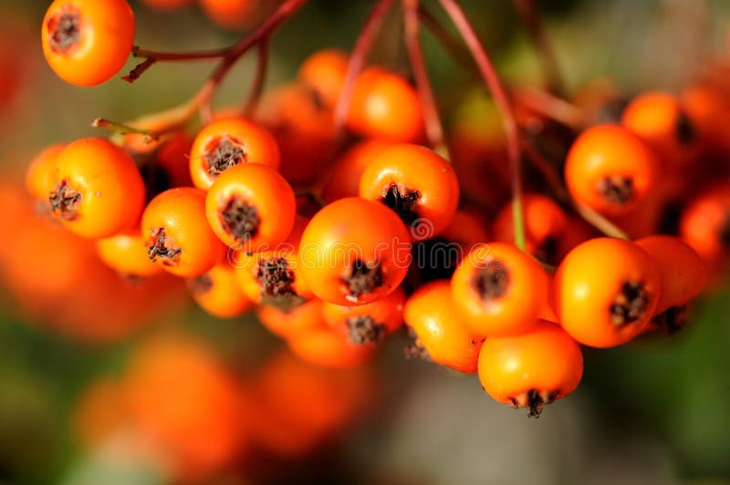Rowan Branch Isolated on a White Background Stock Photo - Image of ...