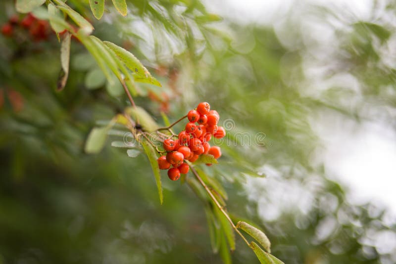 Rowan Branch Isolated on a White Background Stock Photo - Image of ...