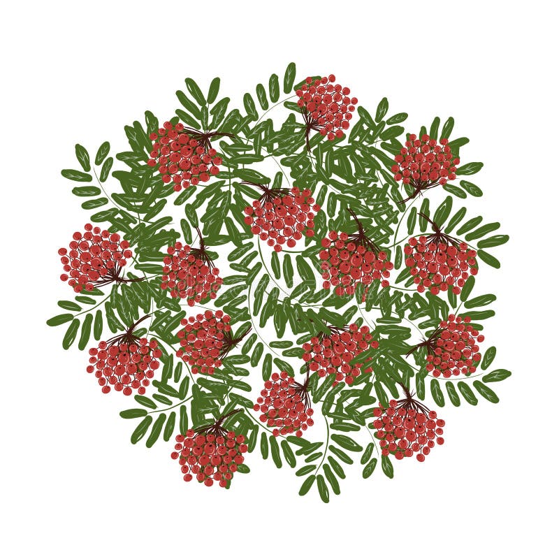 Rowan Tree with Berries for Your Design Stock Vector - Illustration of ...