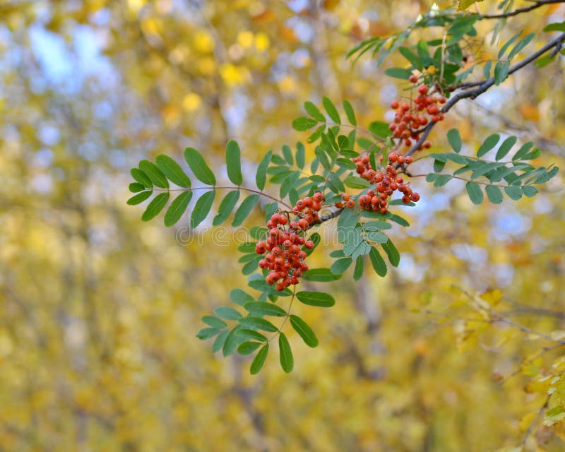 Rowan branch with berries. stock image. Image of yellow - 88489835