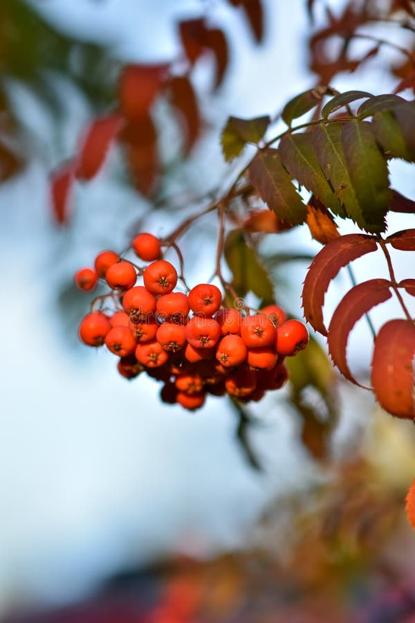 Rowan on a Branch. Rowan Berries on Rowan Tree. Sorbus Aucuparia Stock ...