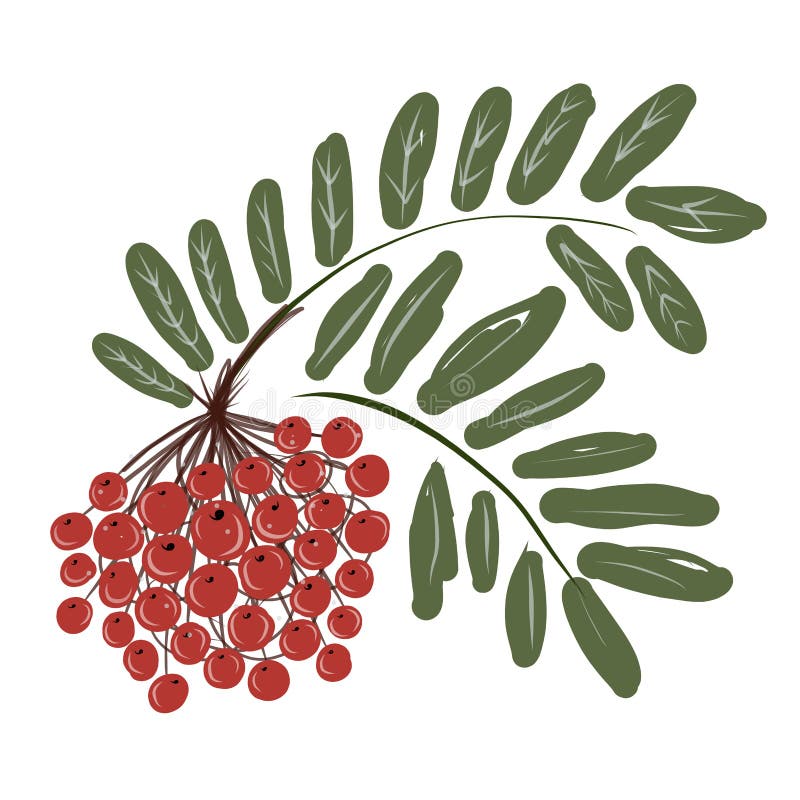 Rowan Tree with Berries for Your Design Stock Vector - Illustration of ...