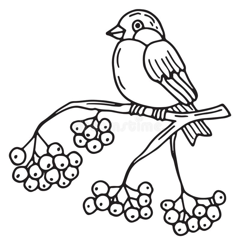 Rowan Branch with Bird Drawing. Winter Nature Doodle Stock Illustration ...