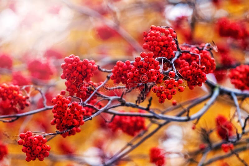 Rowan Branch with Bright Red Berries in Sunny Weather Stock Photo ...