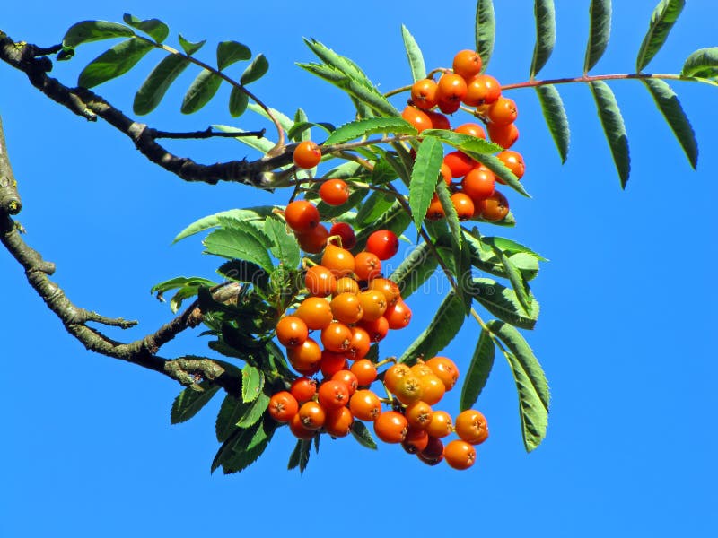 Rowan branch stock image. Image of color, summer, rowan - 53931989