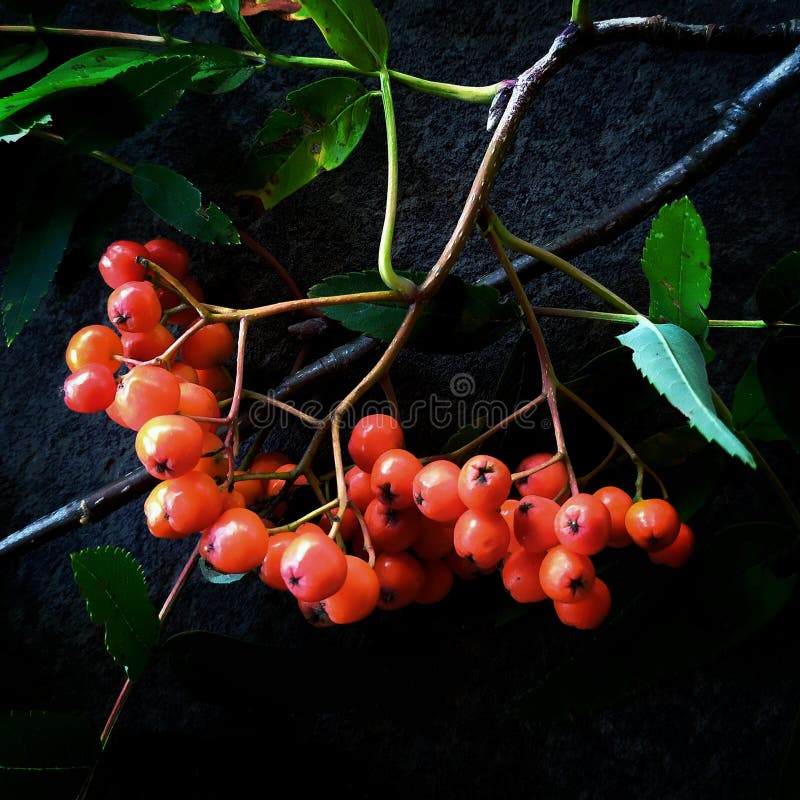 Rowan Branch on a Dark Background. Stock Photo - Image of plant ...