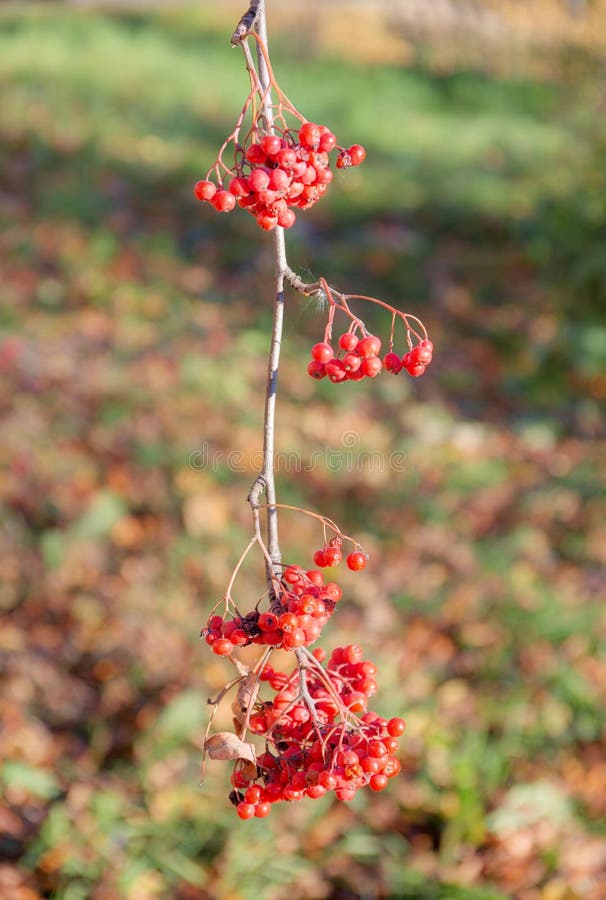 Rowan Branch in the Foreground Stock Photo - Image of leaf, ripe: 79184432