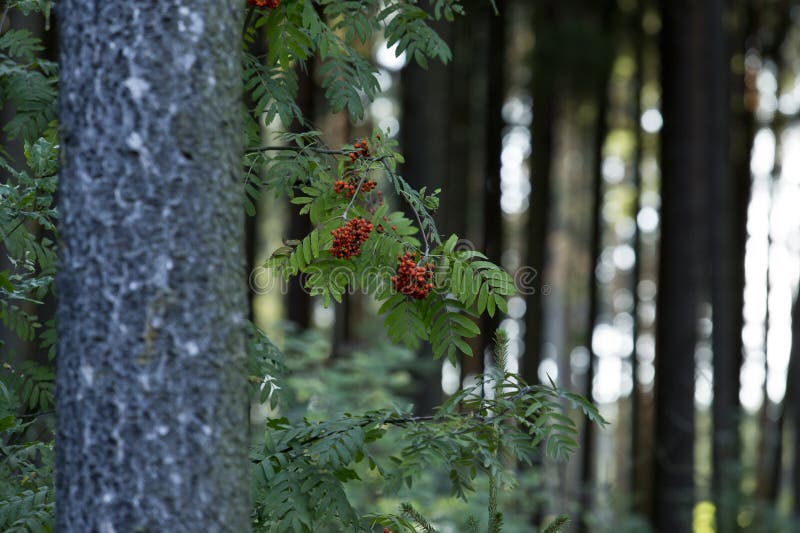 Rowan stock image. Image of food, natural, cluster, fall - 33182073