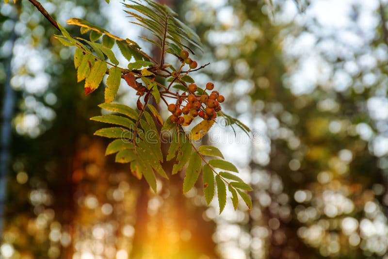 Rowan branch in the forest stock image. Image of rowan - 89623427