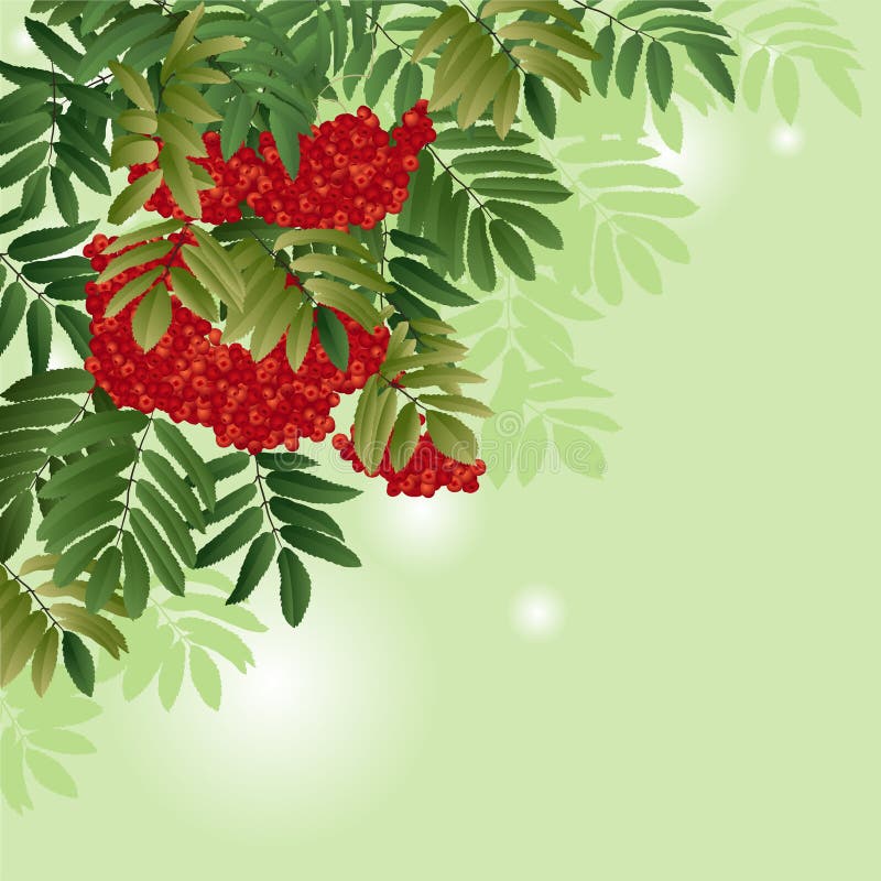 Rowan branch stock vector. Illustration of beauty, nature - 32270131