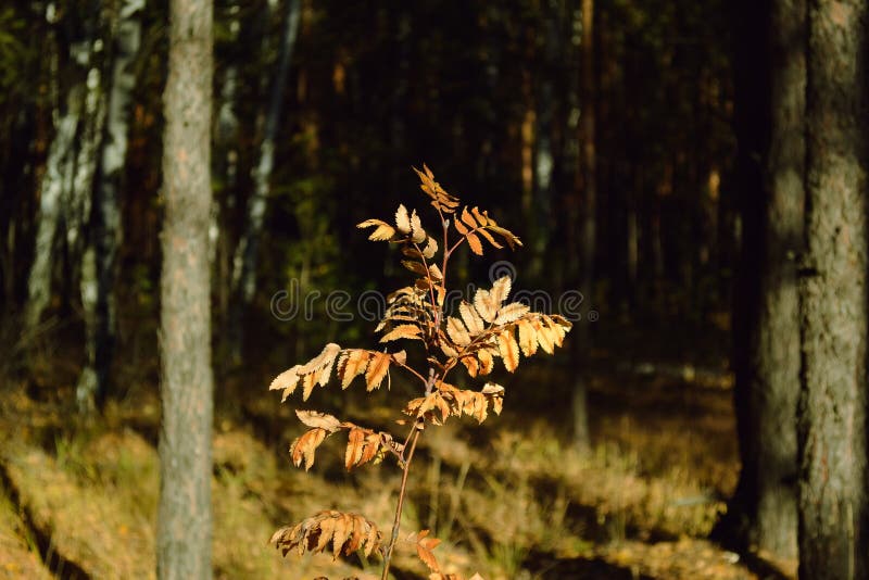 A Rowan Branch Illuminated by the Sun Against the Background of a Dark ...