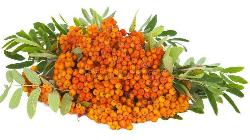 Rowan branch isolated stock image. Image of green, autumn - 27341475