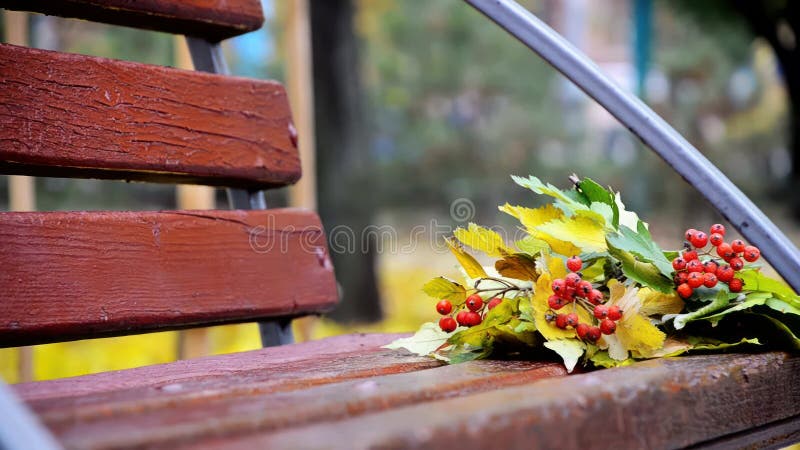 Rowan Branch Lying on a Bench in the Park Stock Image - Image of bunch ...