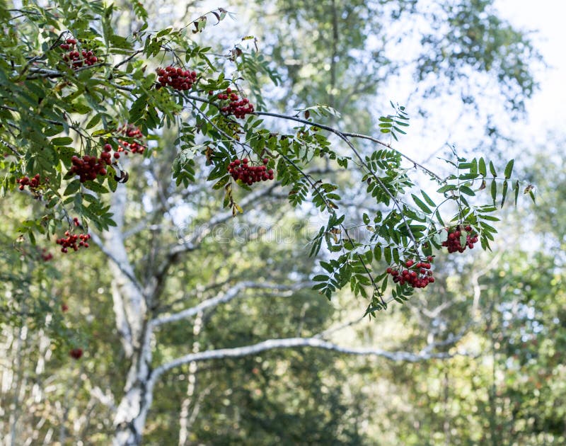 A rowan branch. stock photo. Image of travel, bark, trees - 78066576