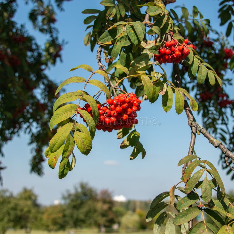 Mountain Ash. Branch with Red Rowan Berries. Stock Photo - Image of ...