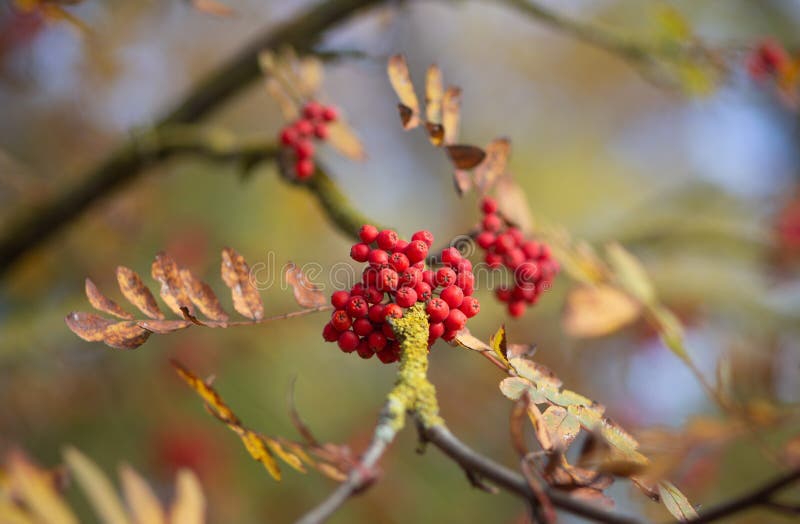 Rowan Branch with Red Berries in the Foreground Stock Image - Image of ...