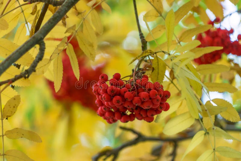 Rowan in Early Autumn. Close-up Stock Photo - Image of wild, rowan ...