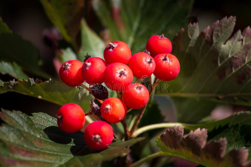 Rowan on a Branch. Red Rowan. Rowan Berries on Rowan Tree. Sorbus ...