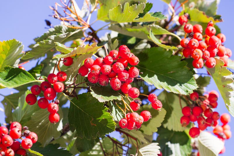 Rowan on a Branch. Red Rowan. Rowan Berries on Rowan Tree. Sorbus ...