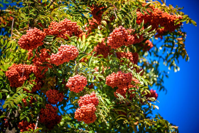 Rowan on a Branch. Red Rowan. Rowan Berries on Rowan Tree Stock Photo ...