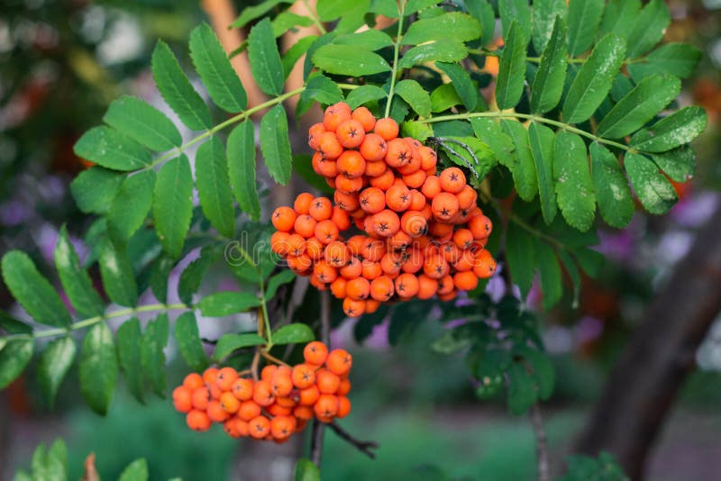 Rowan on a Branch. Red Rowan Berries on Rowan Tree Stock Image - Image ...