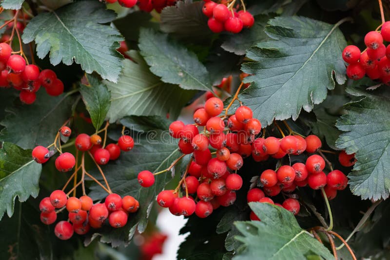 Rowan on a Branch. Red Rowan. Rowan Berries on Rowan Tree Stock Image ...