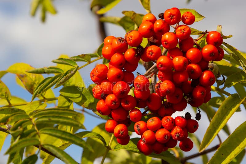 Rowan on a Branch. Red Rowan. Rowan Berries on Rowan Tree Stock Photo ...