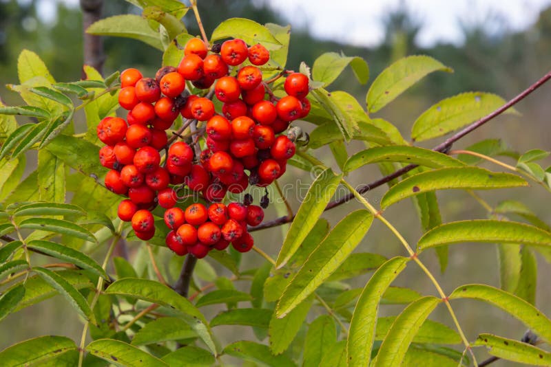 Rowan on a Branch. Red Rowan. Rowan Berries on Rowan Tree Stock Image ...