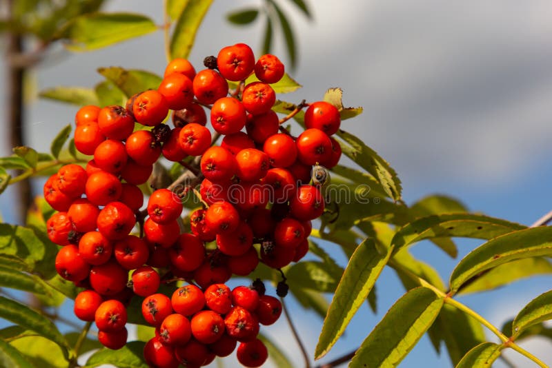 Rowan on a Branch. Red Rowan. Rowan Berries on Rowan Tree Stock Photo ...