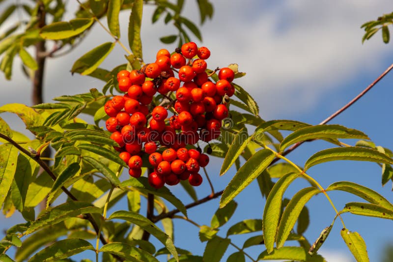 Rowan on a Branch. Red Rowan. Rowan Berries on Rowan Tree Stock Image ...