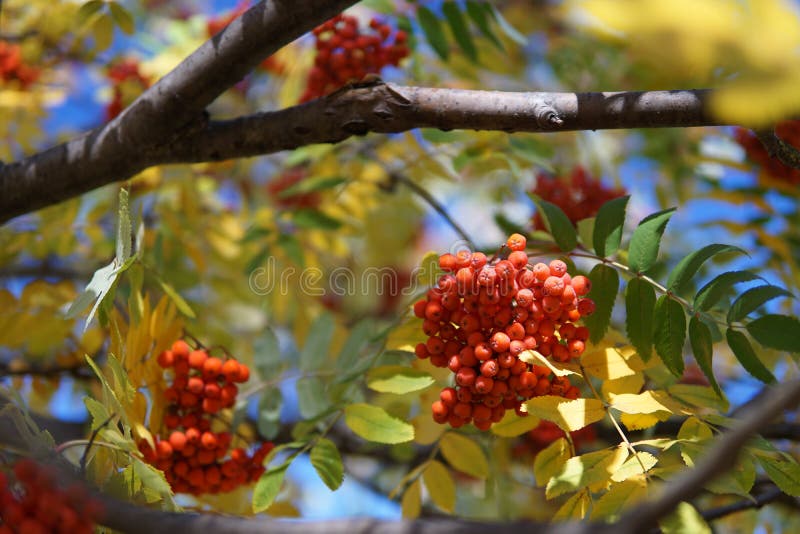 Rowan on a Branch. Red Rowan. Rowan Berries on Rowan Tree. Sorbus ...