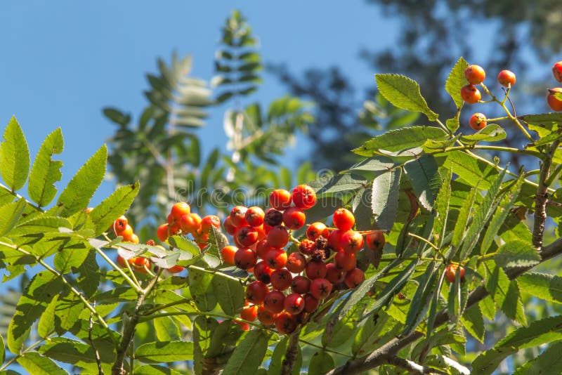 Rowan branch stock image. Image of nature, park, berries - 199207971