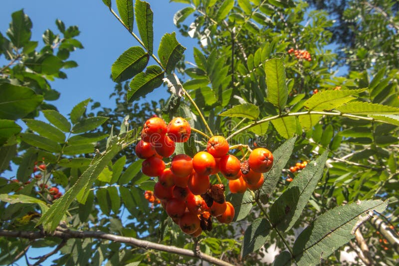 A rowan branch stock photo. Image of mountain, berries - 199210454