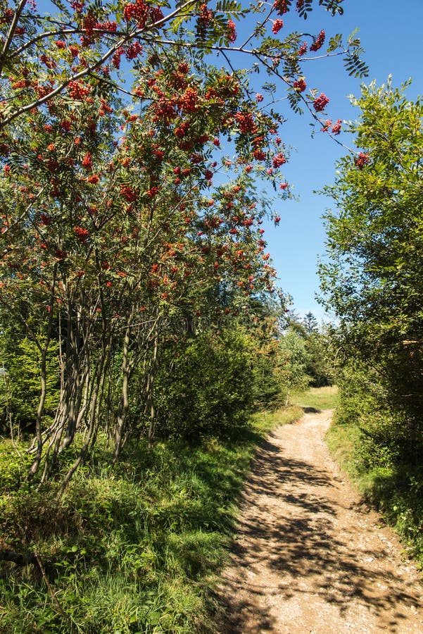 Rowan branch stock photo. Image of mountain, park, nature - 202848654