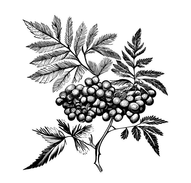 Rowan branch sketch. stock vector. Illustration of autumn - 314959643
