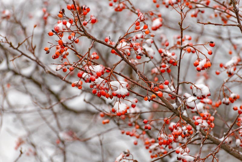 Rowan branch in the snow stock image. Image of snow, snowy - 80803313