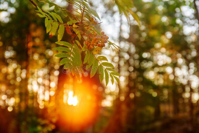 Rowan branch at sunrise stock photo. Image of wood, rowan - 89623386