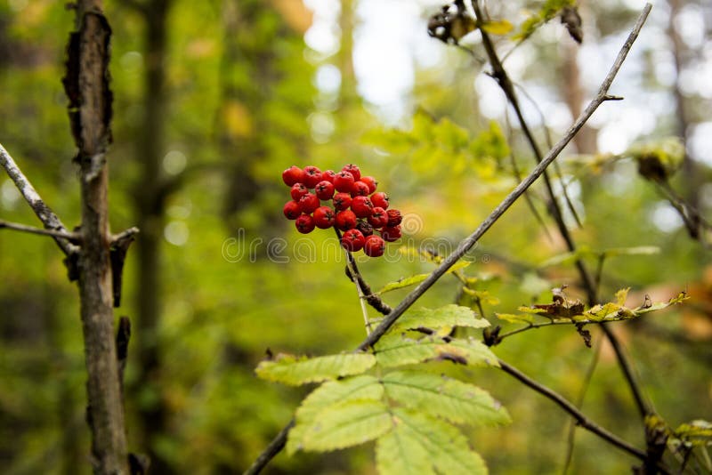 Rowan branch. stock image. Image of october, twig, branch - 77770953