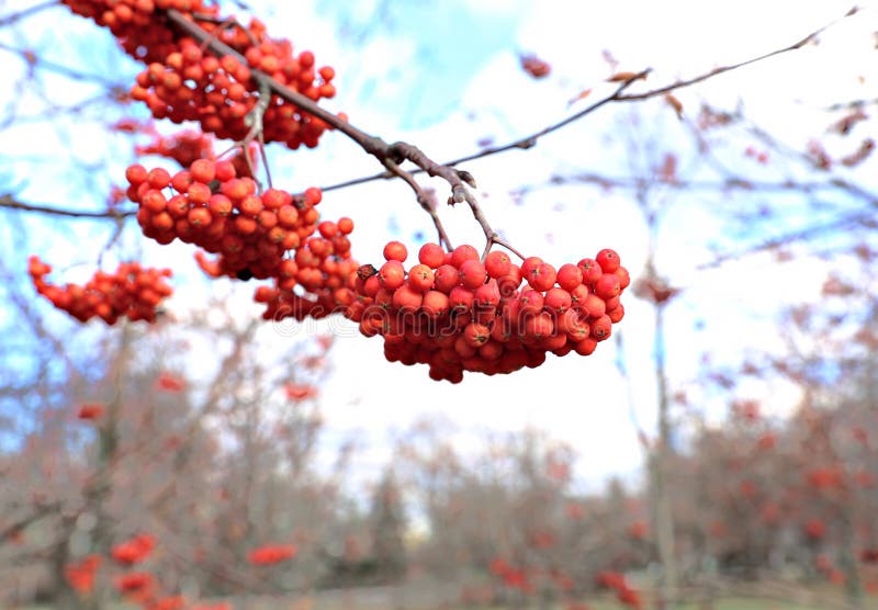 Bright Red Berries Visible on Bush during Autumn in NYS Stock Photo ...