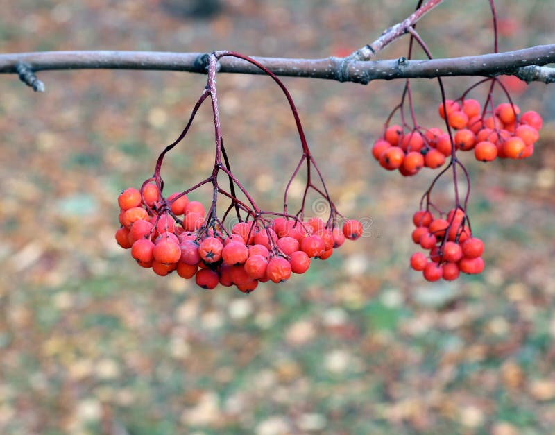 Bright Red Berries Visible on Bush during Autumn in NYS Stock Photo ...