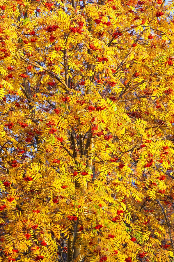 Rowan. Rowanberry. Rowan-tree. Sorb. Wild Ash Stock Image - Image of ...