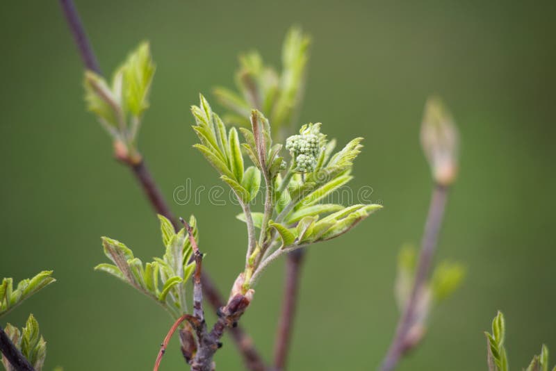 Rowan buds stock photo. Image of plant, branch, rowan - 2396986