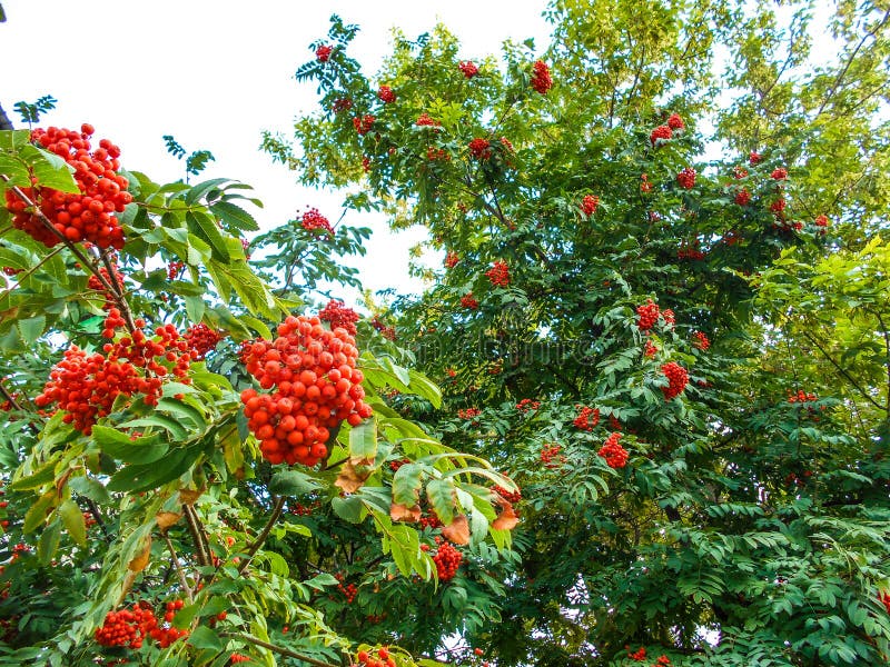 Rowan in the City Garden on a Branch. Rowan Red in the Fall Stock Image ...