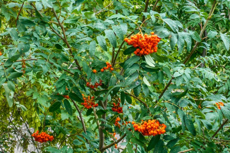 Rowan Red in the Fall. Rowan in the City Garden on a Branch. Stock ...