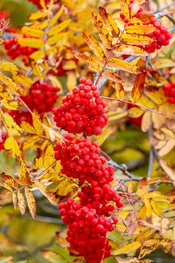 Rowan Clusters with Red Berries and Yellow Leaves on a Tree Stock Photo ...