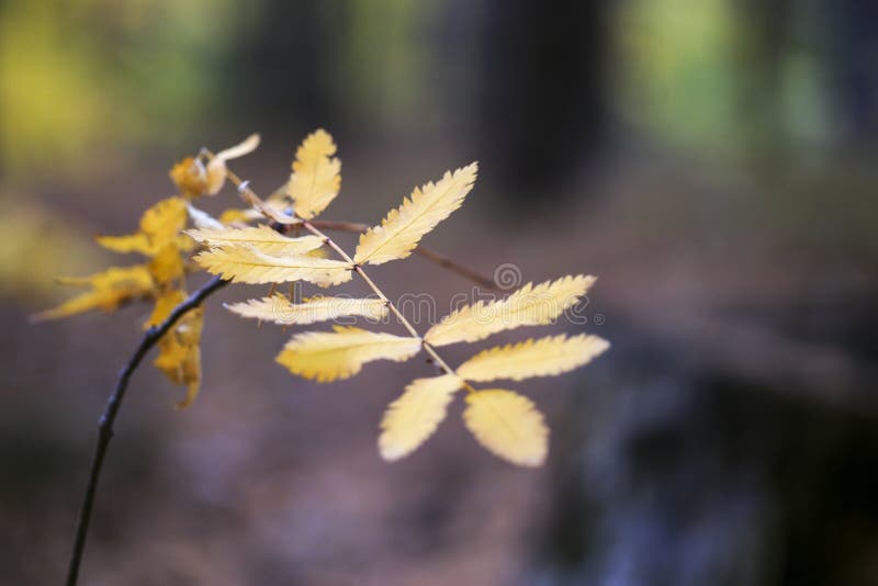 Rowan Fall Leaf in the Forest Stock Photo - Image of golden, plant ...