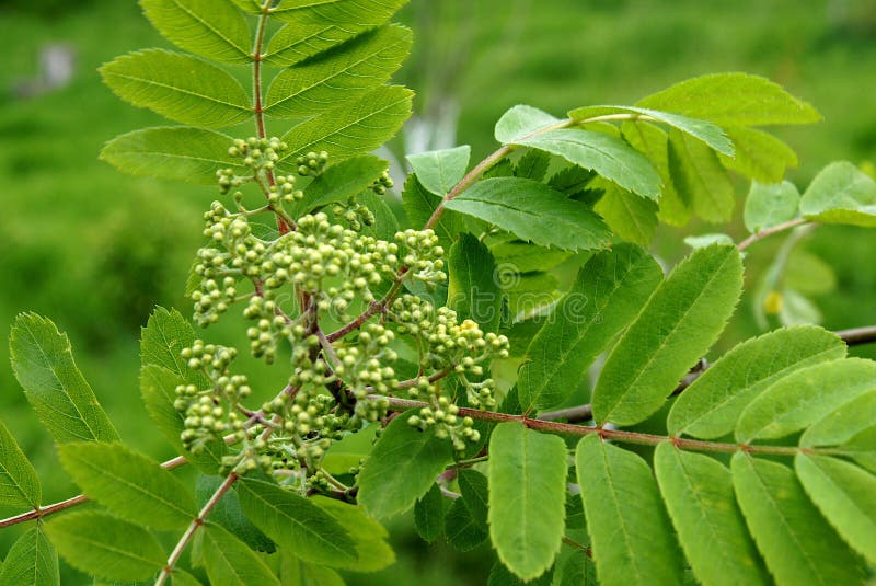Rowan flower buds stock photo. Image of nature, macro - 219413460
