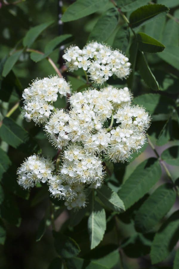 Rowan Flowering. Spring Flowering Tree Stock Image - Image of garden ...